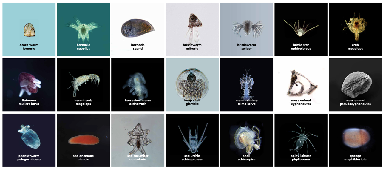 Born in the Abyss | The Stephen Low Company