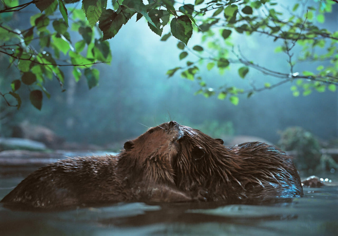 Beavers | The Stephen Low Company