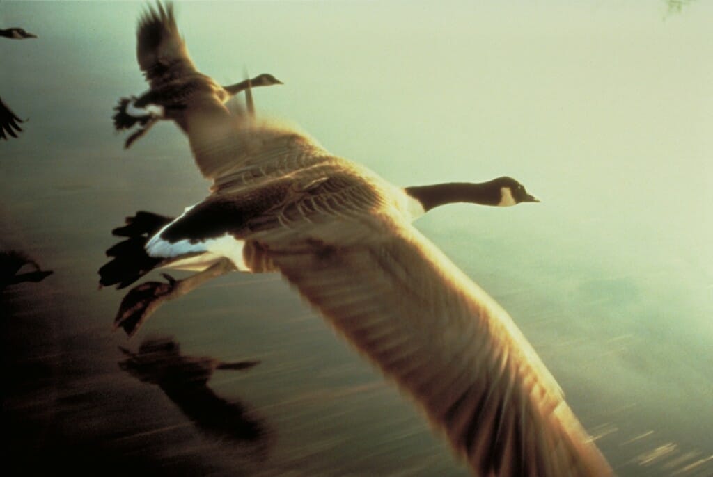 Team Profiles | The Stephen Low Company